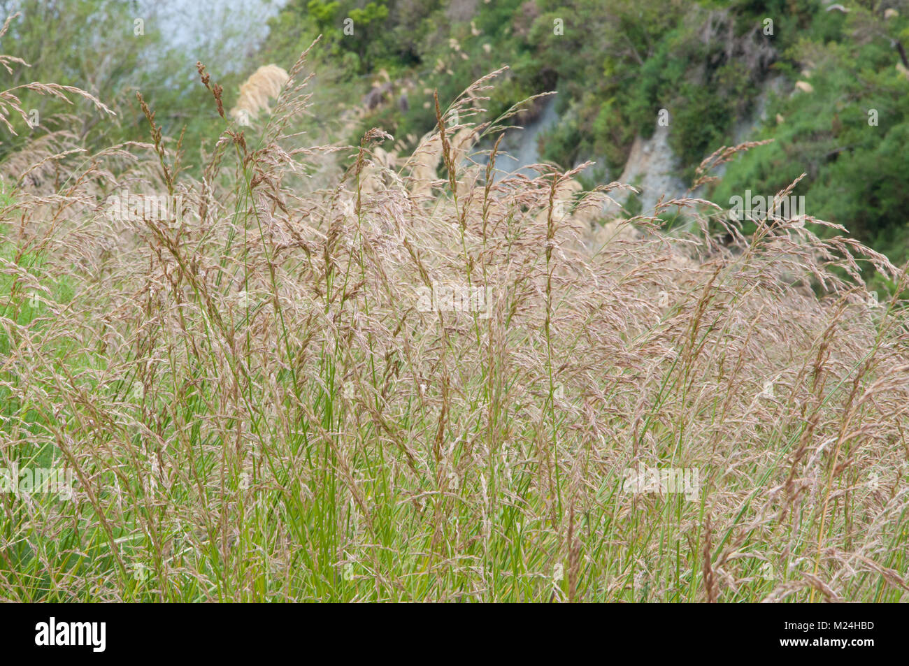 Native grass hi-res stock photography and images - Alamy