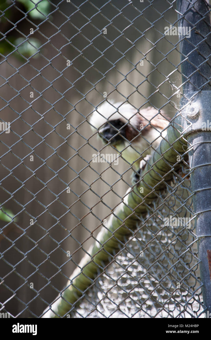 Monkey captivity cage animal hi-res stock photography and images - Alamy
