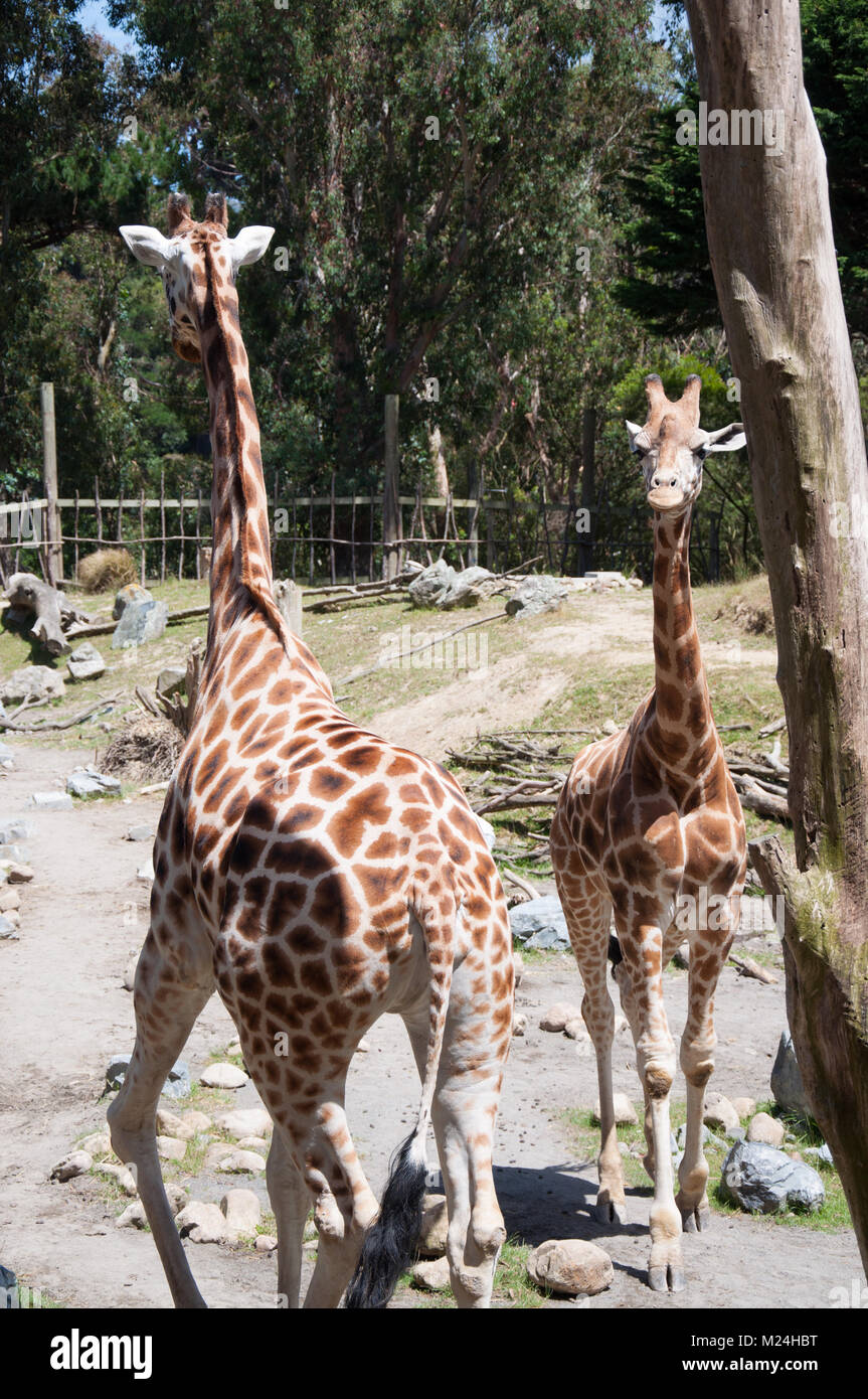 Two Giraffes At The Zoo Stock Photo - Alamy