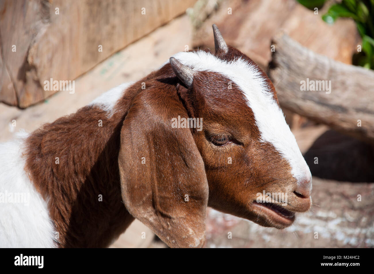 Sleepy Looking Goat Stock Photo - Alamy