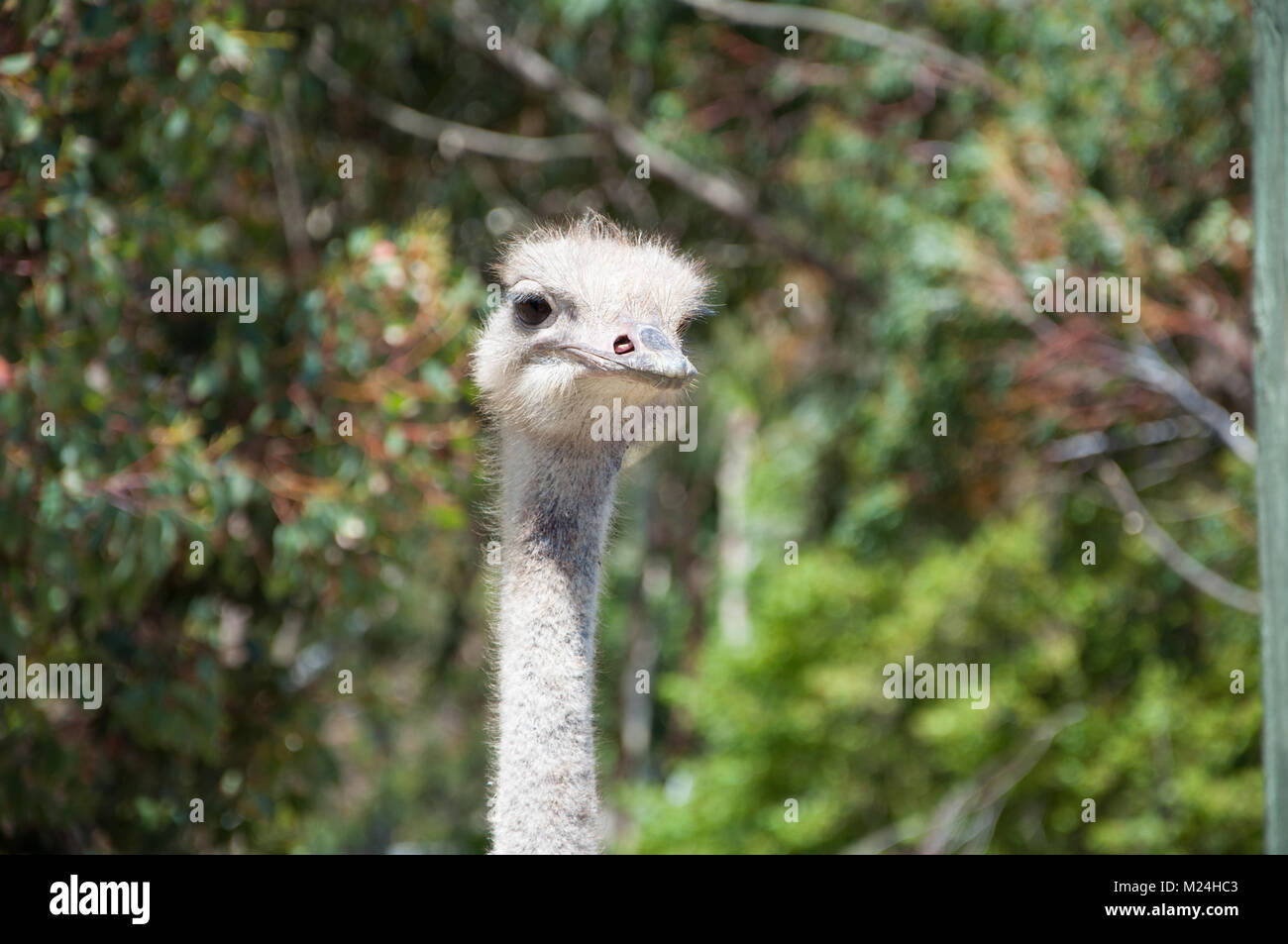 Emu Head And Neck Stock Photo - Alamy