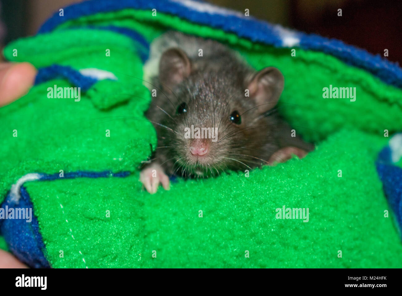 Adorable Baby Rat Being Cuddled Stock Photo - Alamy