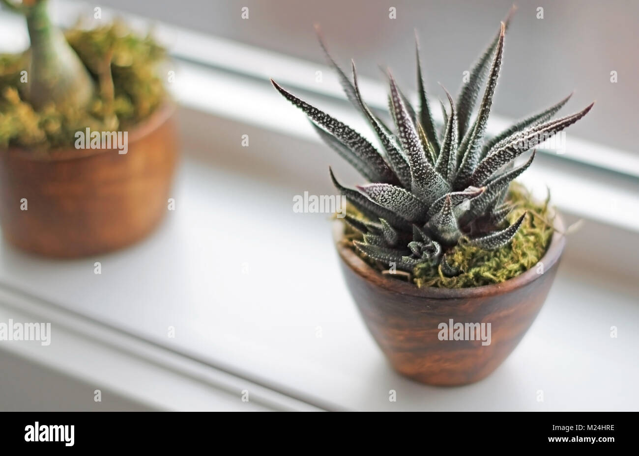Succulent plants on window ledge in modern bathroom. Calgary, Alberta ...