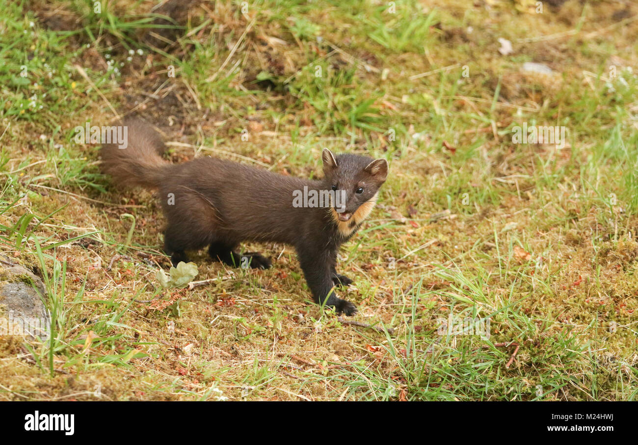 Pine marten hunting hi-res stock photography and images - Alamy