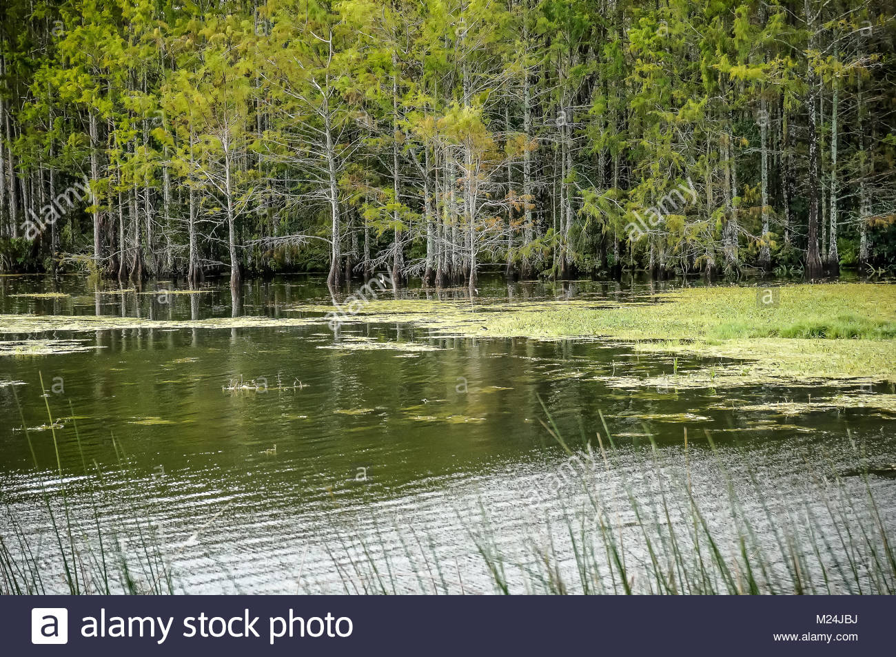 Swamplands Stock Photos & Swamplands Stock Images - Alamy