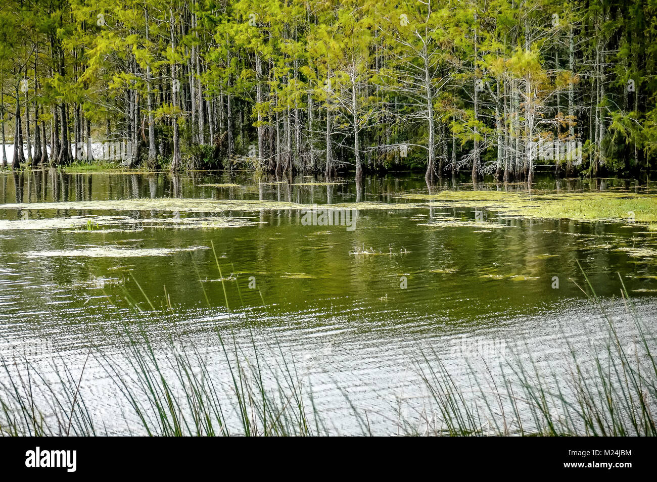 Louisiana bayou and cypress trees Stock Photo - Alamy