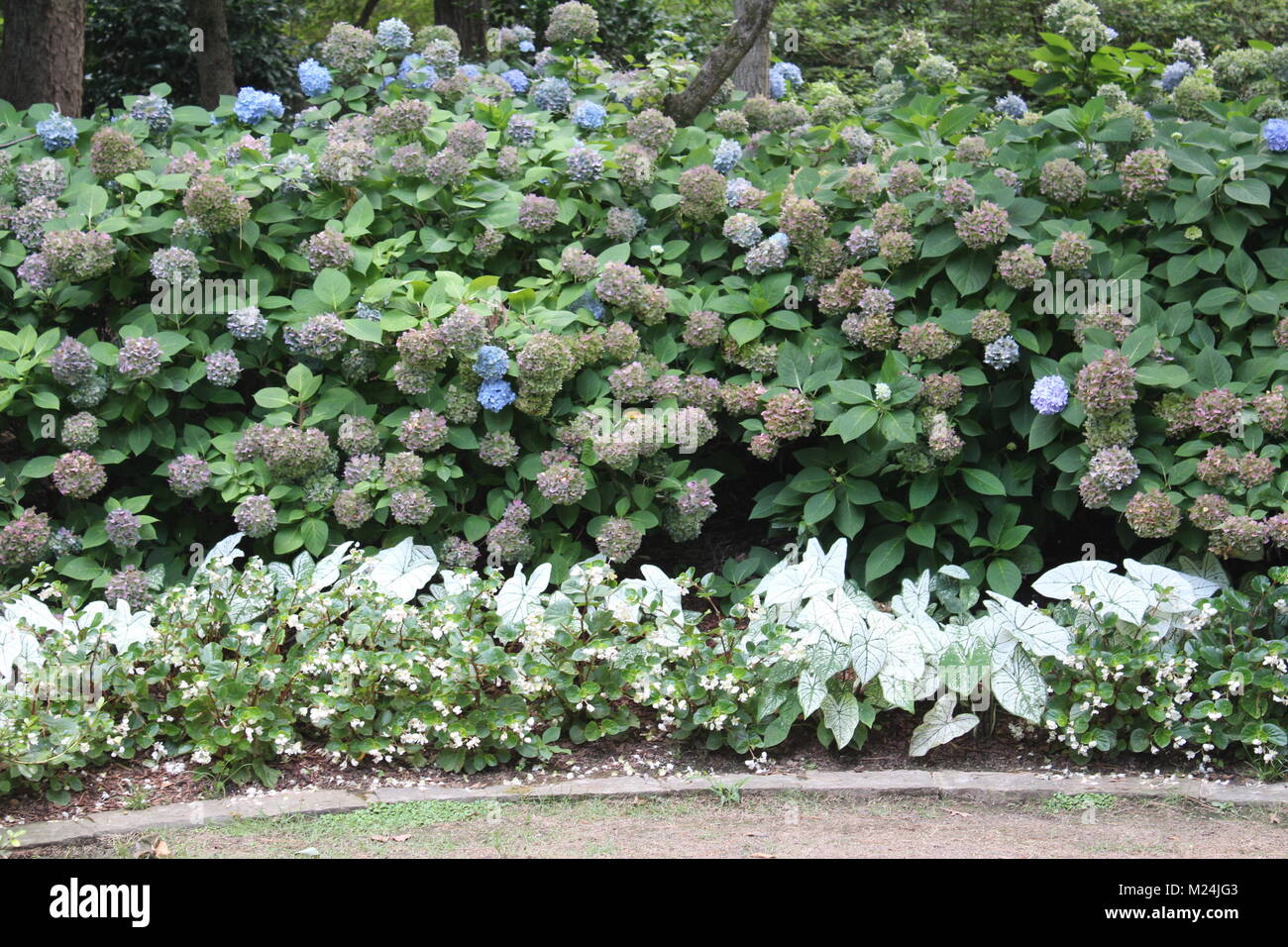 Beautiful landscape from a botanical garden Stock Photo - Alamy