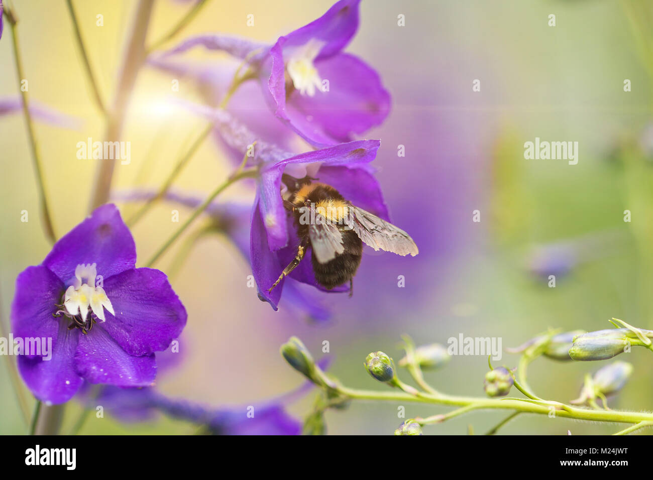 A macro shot of a bumblebee Stock Photo - Alamy