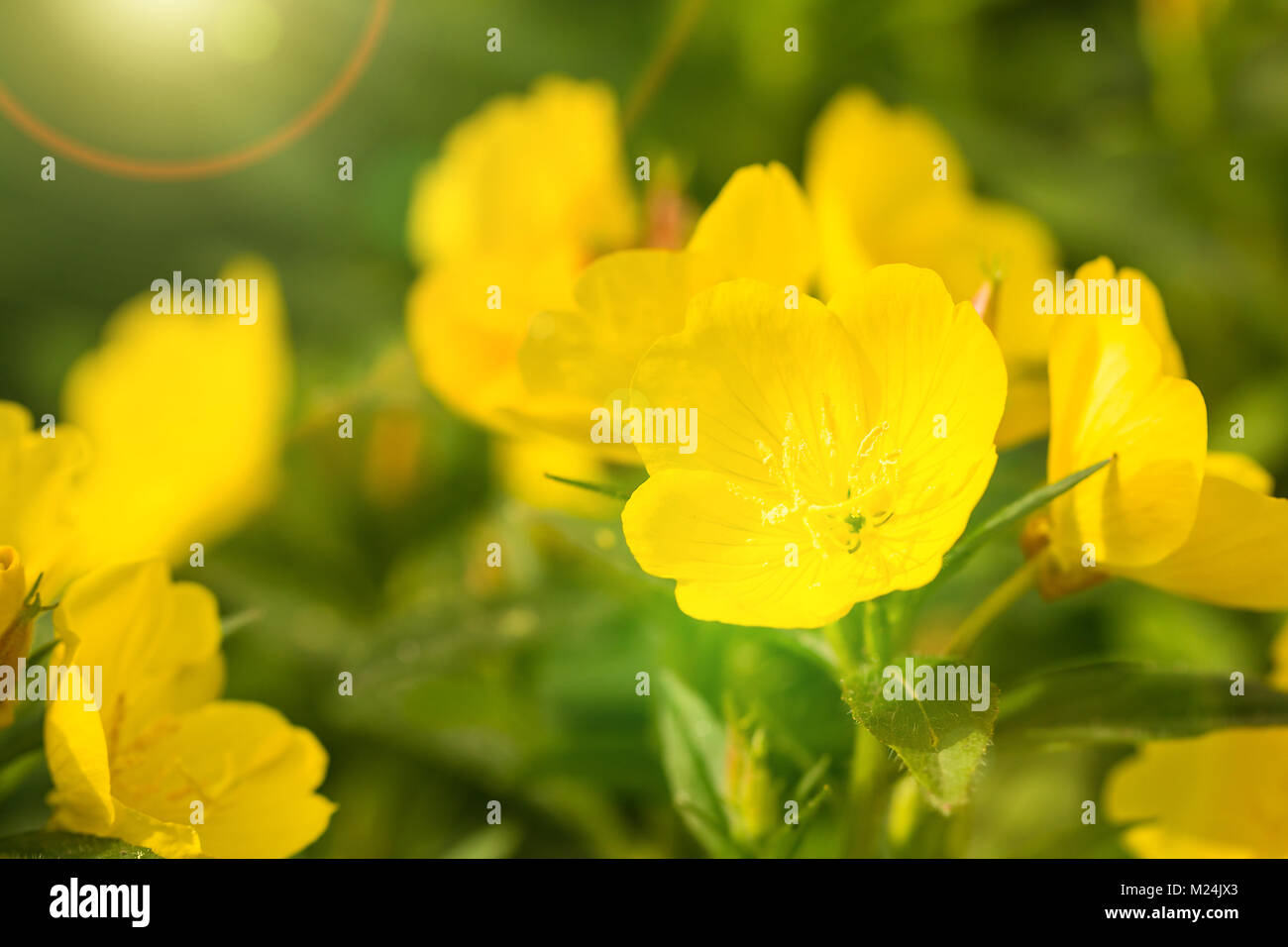 Beautiful Yellow flowers Stock Photo - Alamy