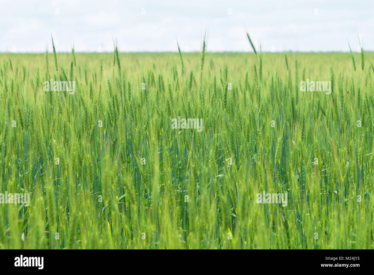 Green Wheat field Stock Photo - Alamy