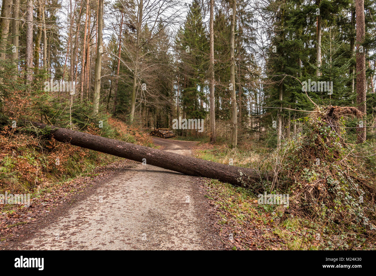 Big tree fallen across the woodland path after a big storm Stock Photo ...