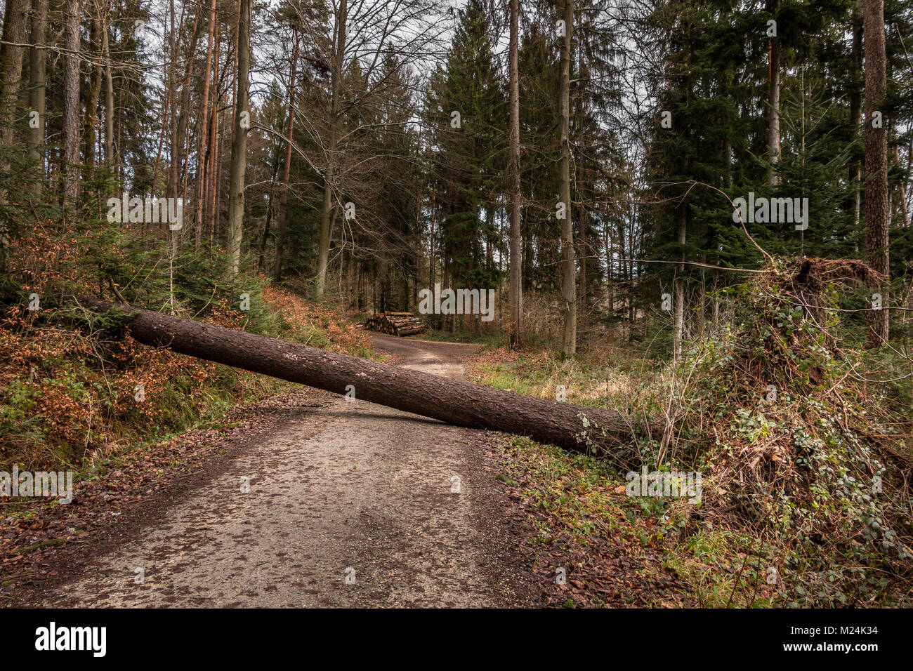 Big tree fallen across the woodland path after a big storm Stock Photo ...