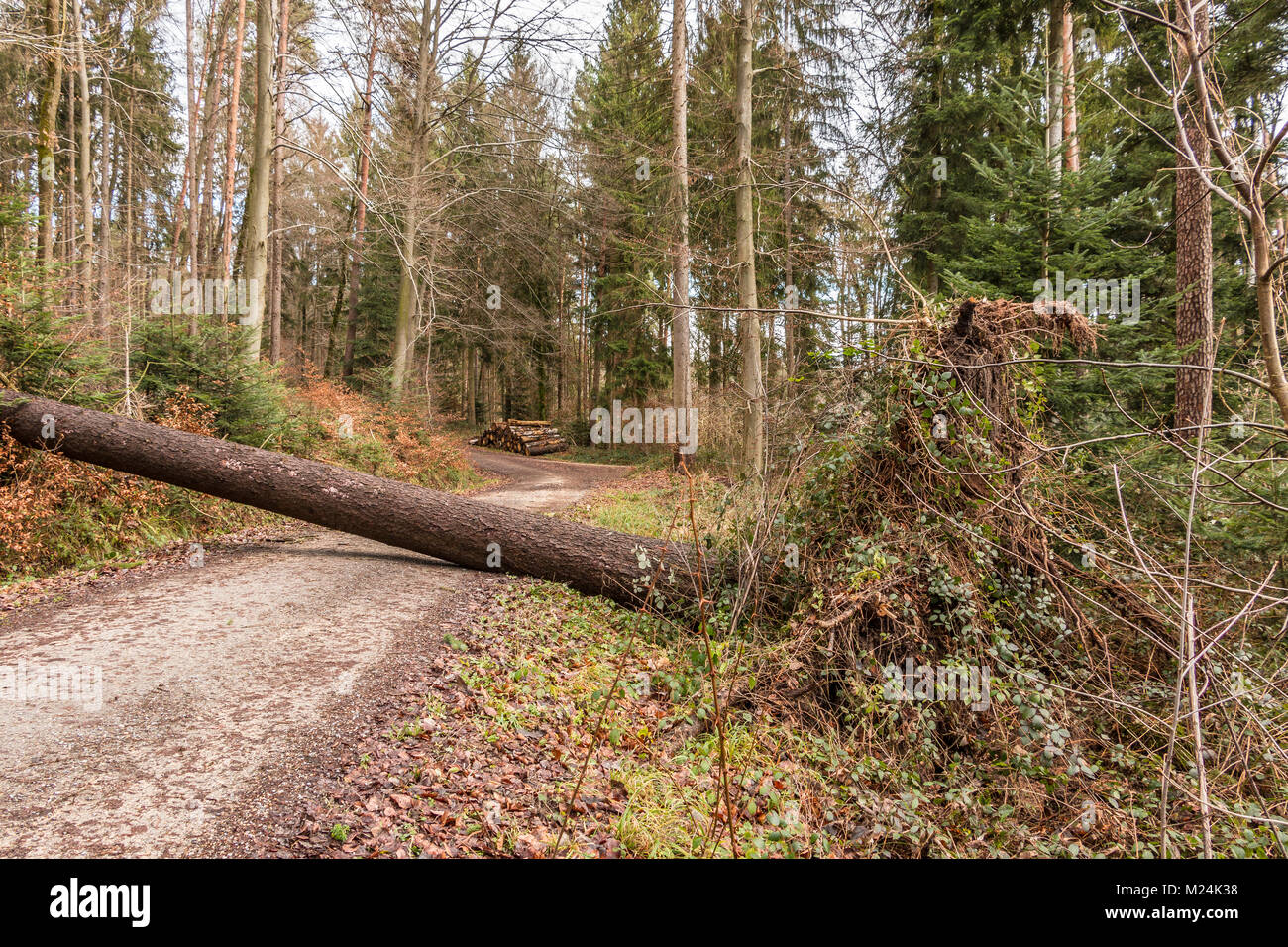 Woodland path obstruction hi-res stock photography and images - Alamy