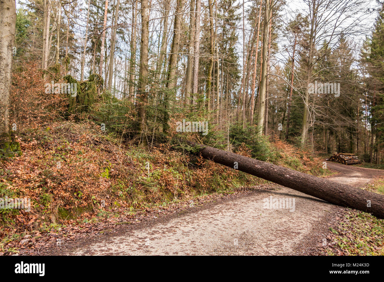 Woodland path obstruction hi-res stock photography and images - Alamy