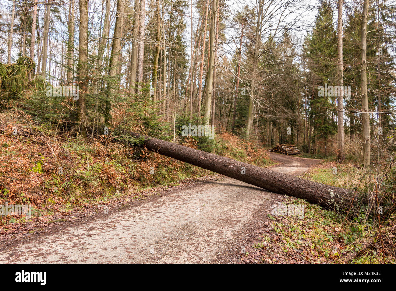Big tree fallen across the woodland path after a big storm Stock Photo ...