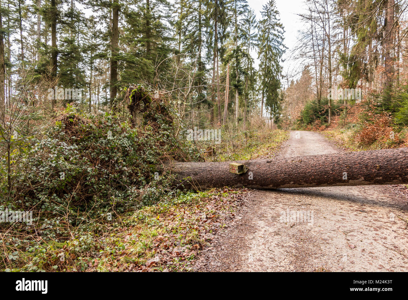 Big tree fallen across the woodland path after a big storm Stock Photo ...