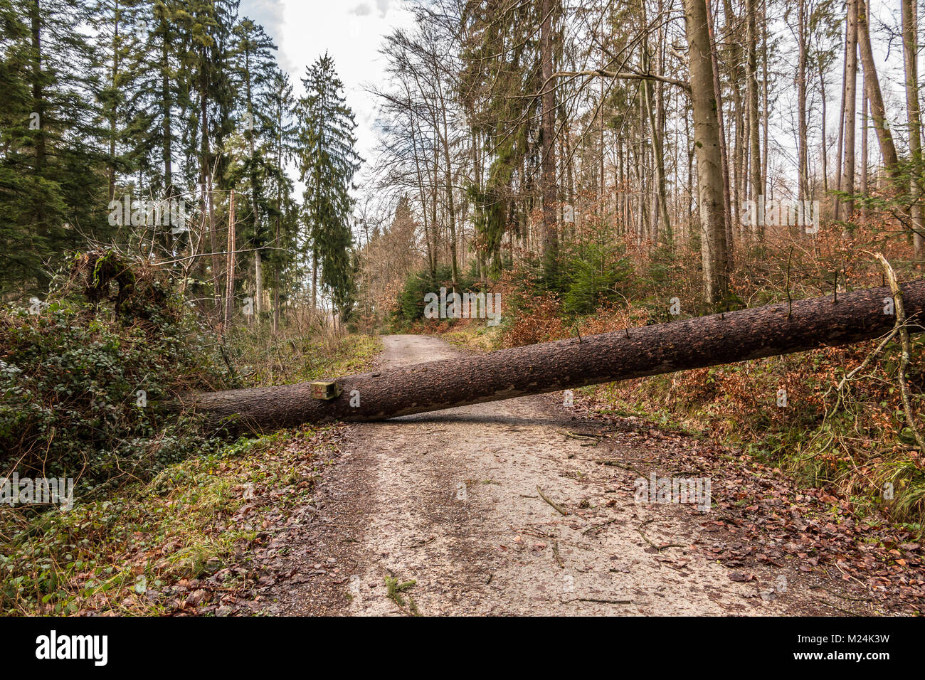 Big tree fallen across the woodland path after a big storm Stock Photo ...