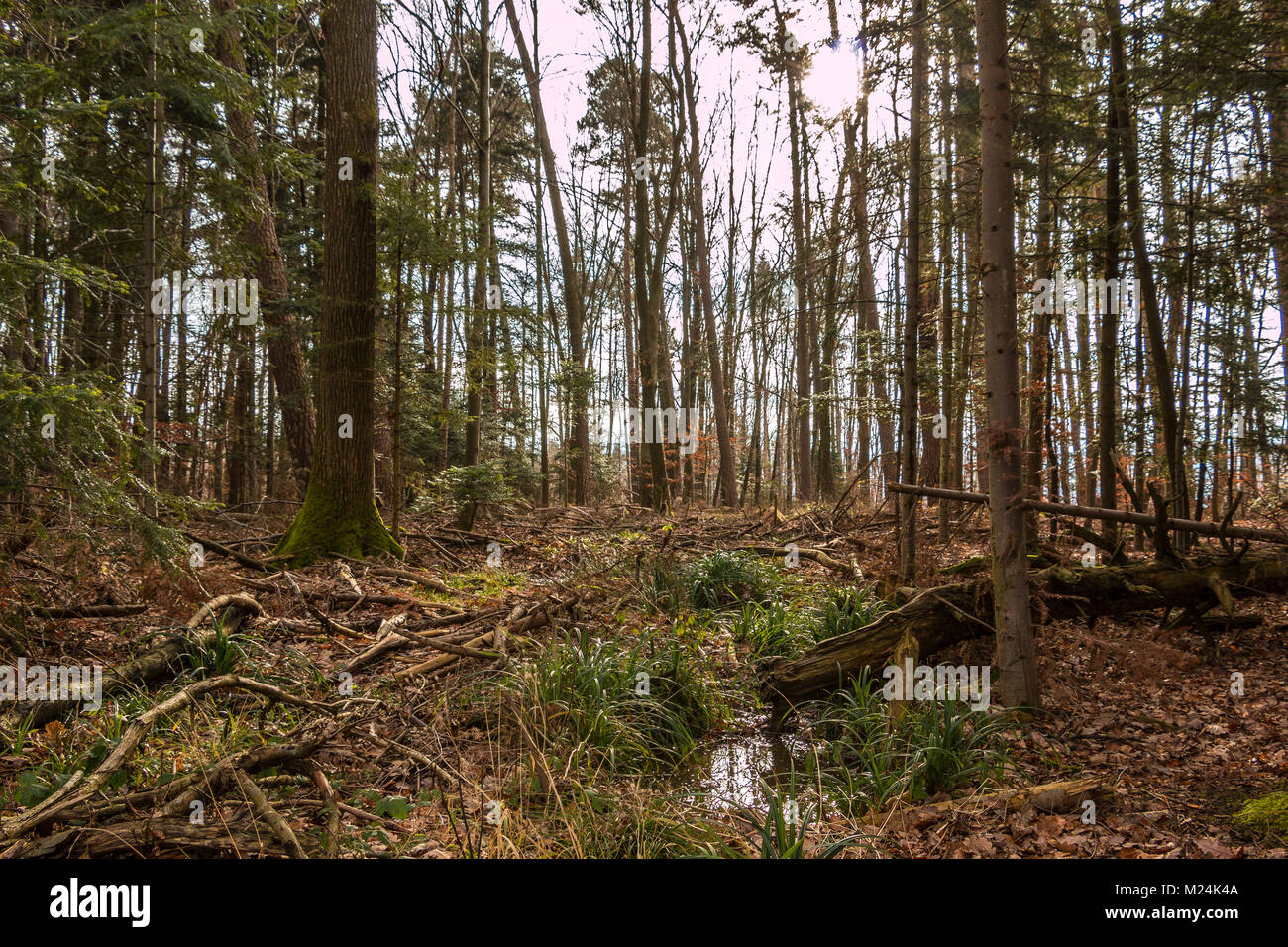 Ground of the forest after a big storm Stock Photo - Alamy