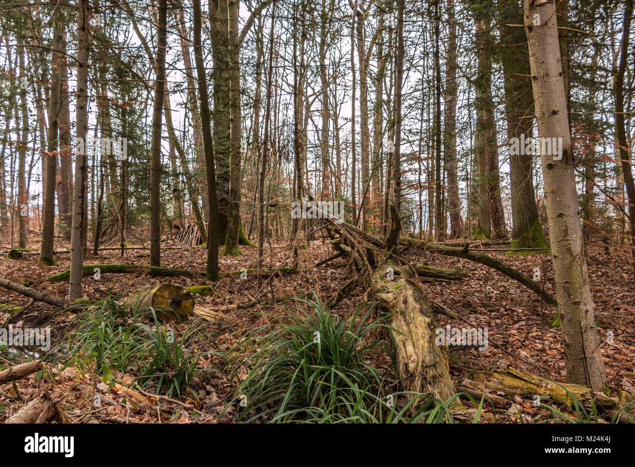 Ground of the forest after a big storm Stock Photo - Alamy