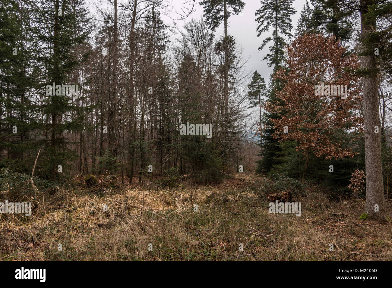 Trees in the middle of the forest Stock Photo - Alamy