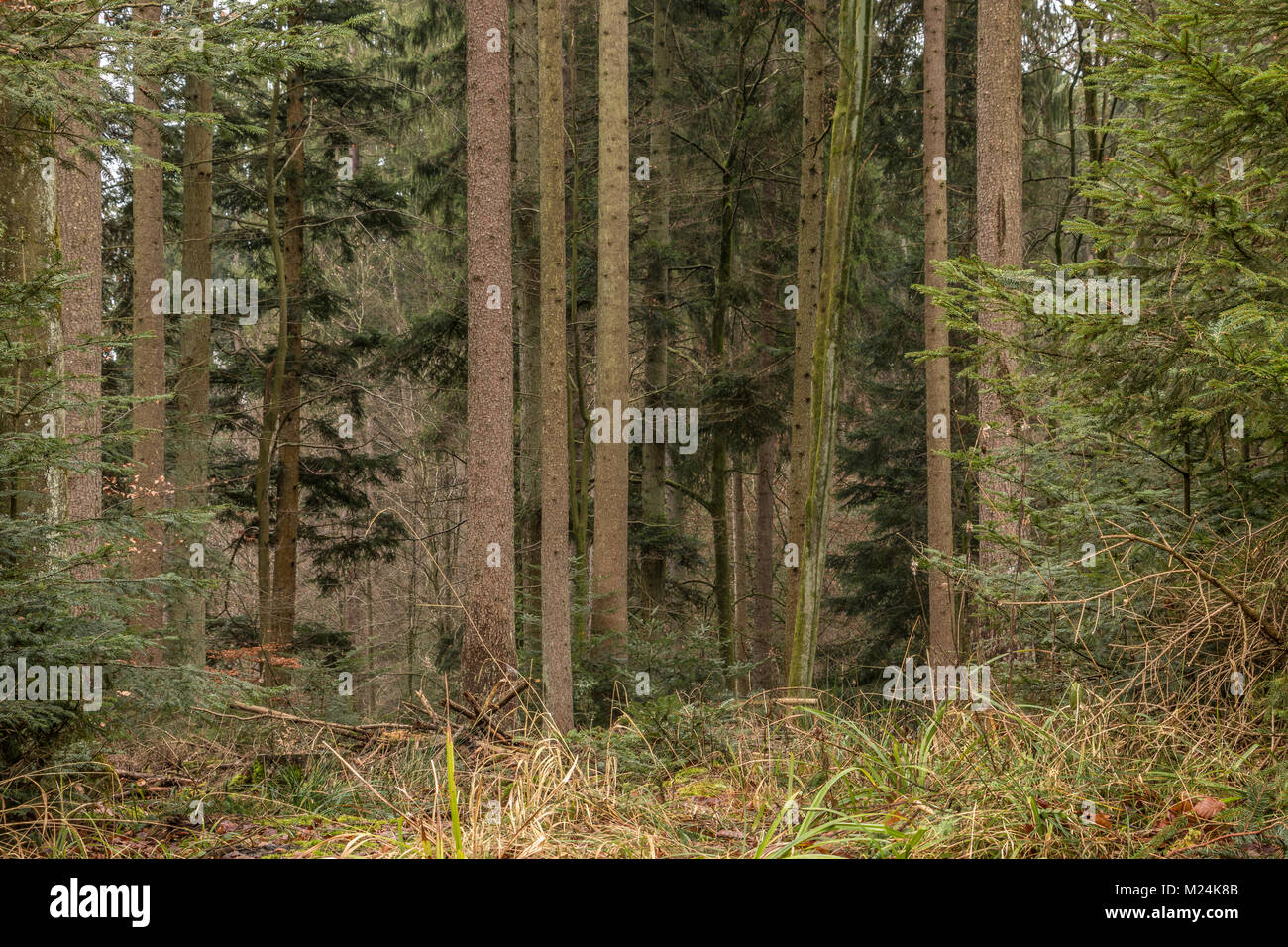 Forestry operations hi-res stock photography and images - Alamy