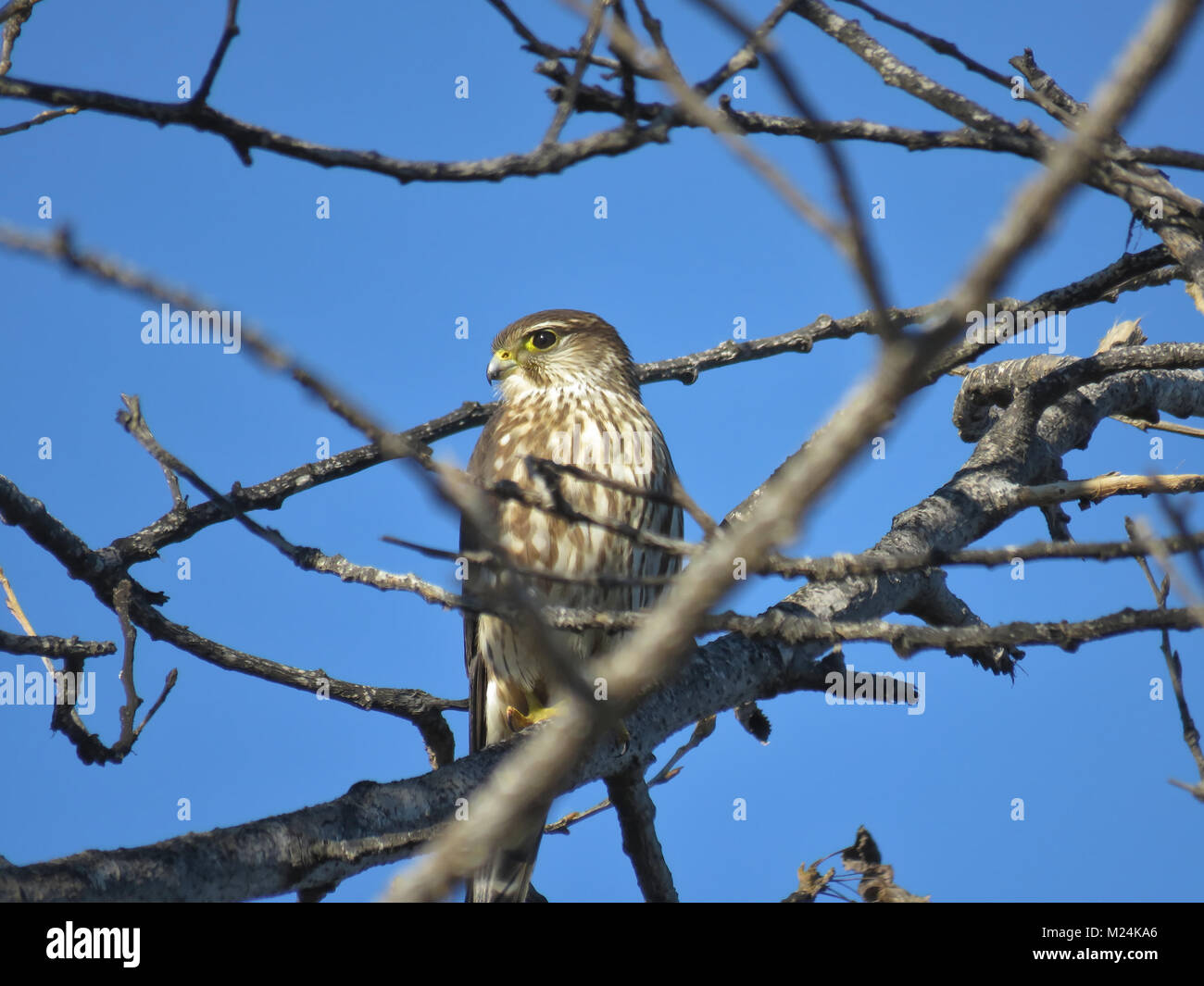 Wild merlin (Falco columbarius) perching on a tree branch in Southern ...
