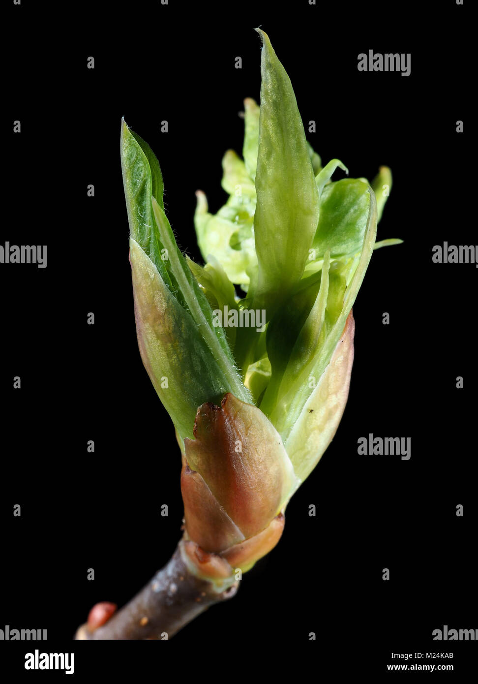 Young leaf bud close-up Stock Photo - Alamy