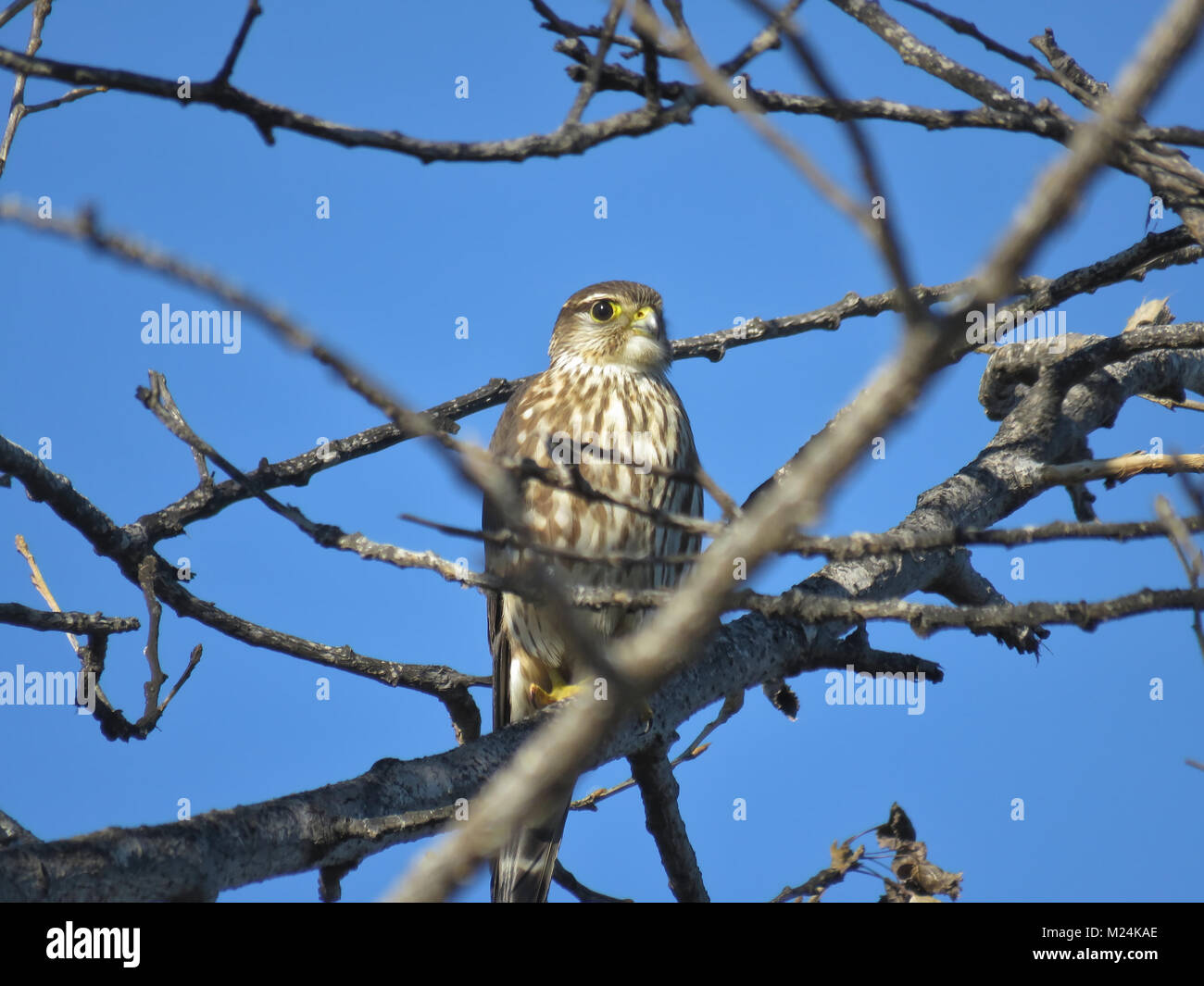 Merlin falcon hi-res stock photography and images - Alamy