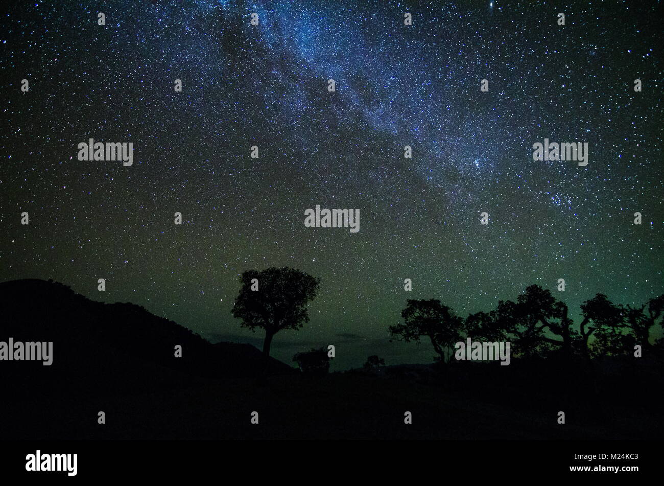 Milky Way and tree on the field. Little tree against night starry sky ...