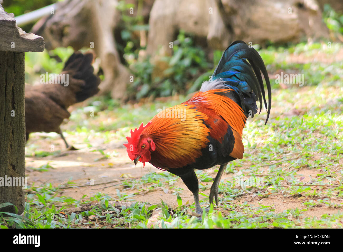 the most beautiful and remarkable roosters, rooster portrait Stock ...