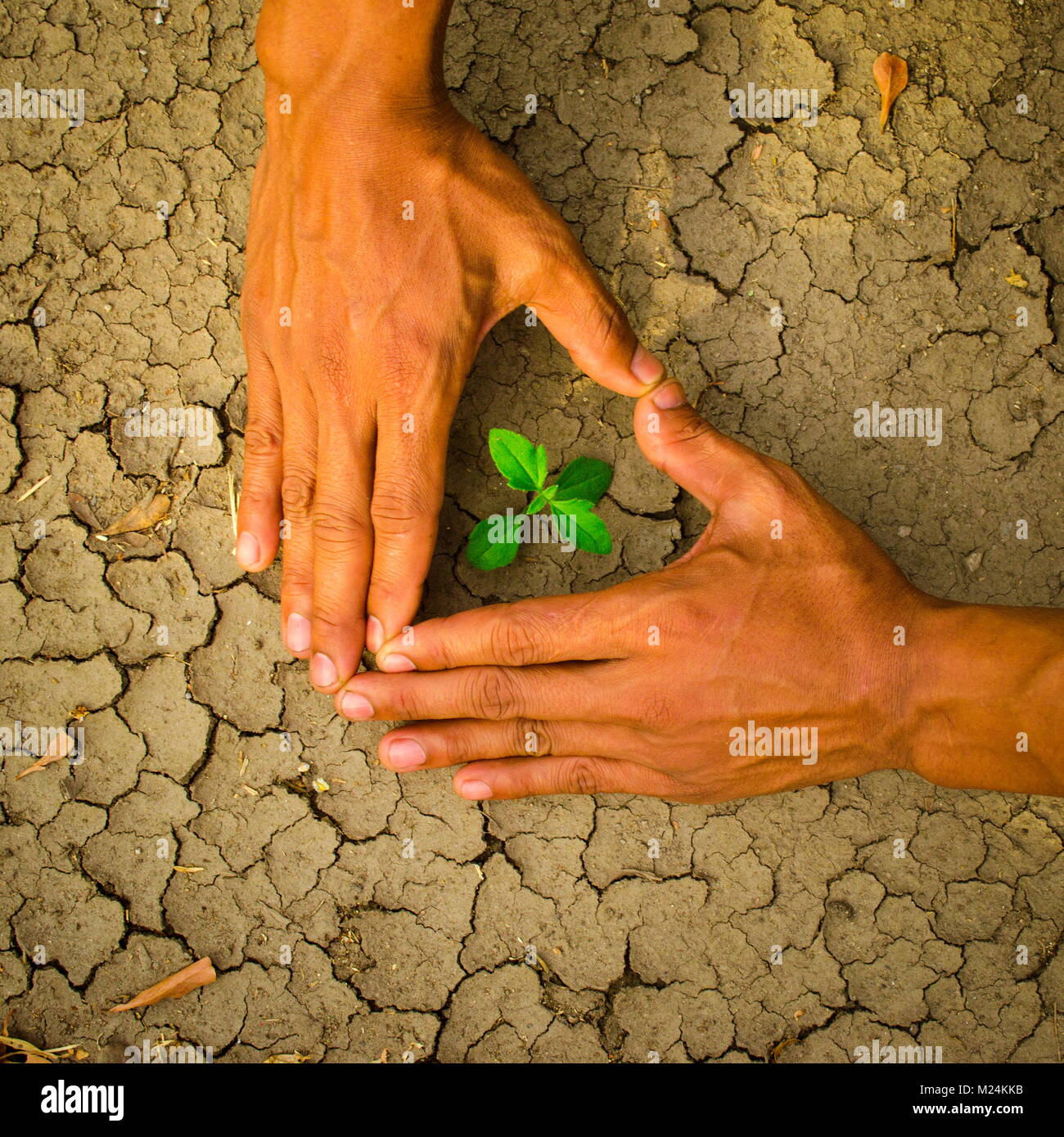 Love and protect nature, Hands forming a heart shape around a tree ...