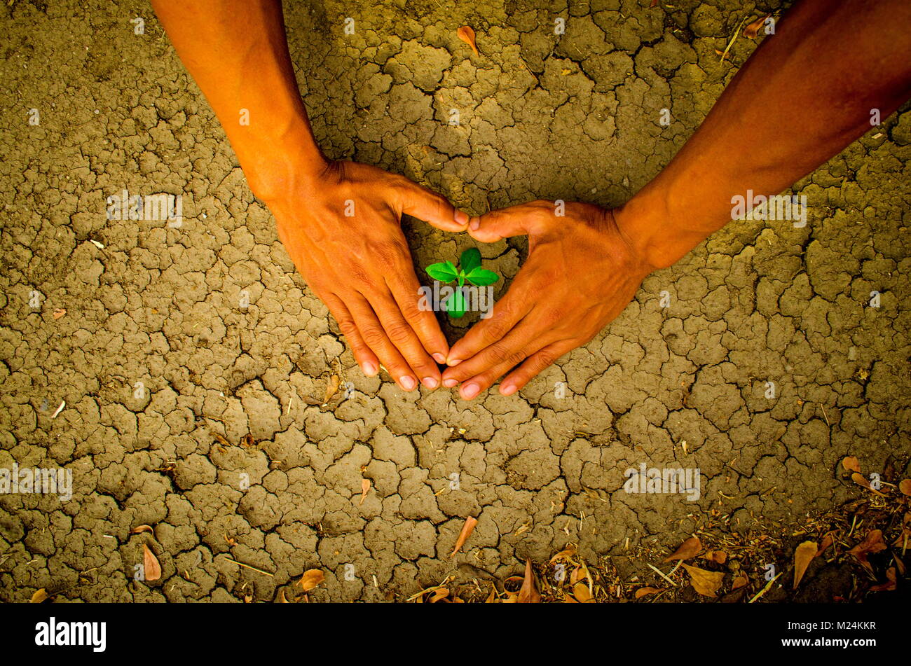 Love and protect nature, Hands forming a heart shape around a tree ...