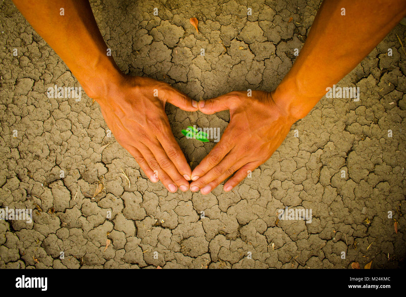 Love and protect nature, Hands forming a heart shape around a tree ...