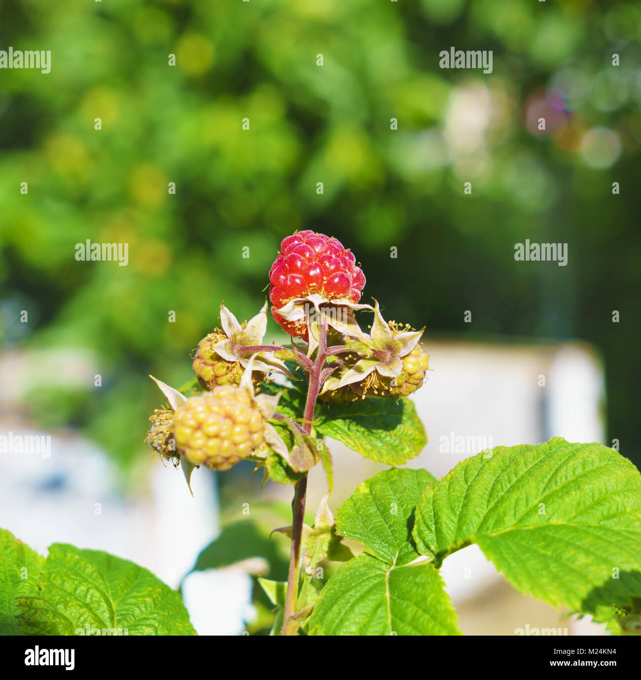 Composition sweet ripe raspberries hi-res stock photography and images ...