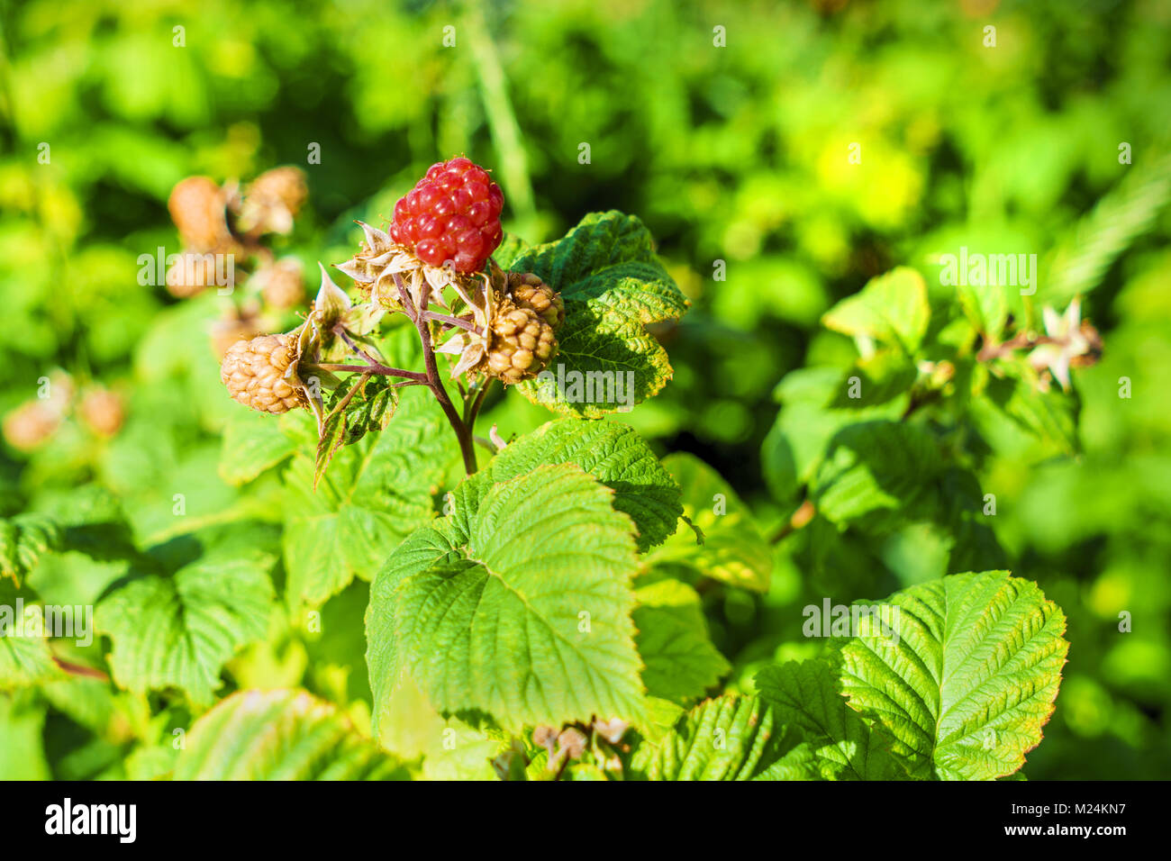 Mature growth raspberries hi-res stock photography and images - Alamy