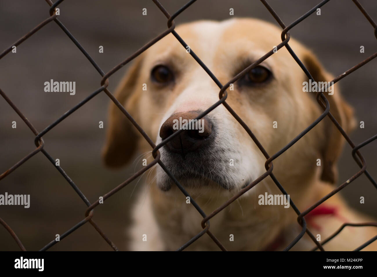 Lonely Caged Dogs, Canines, Neglect, Abuse Stock Photo - Alamy