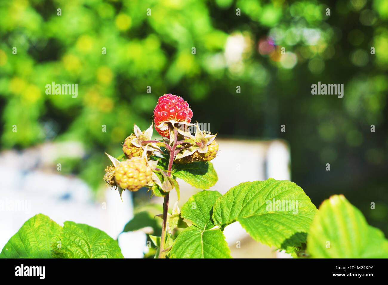 Mature growth raspberries hi-res stock photography and images - Alamy
