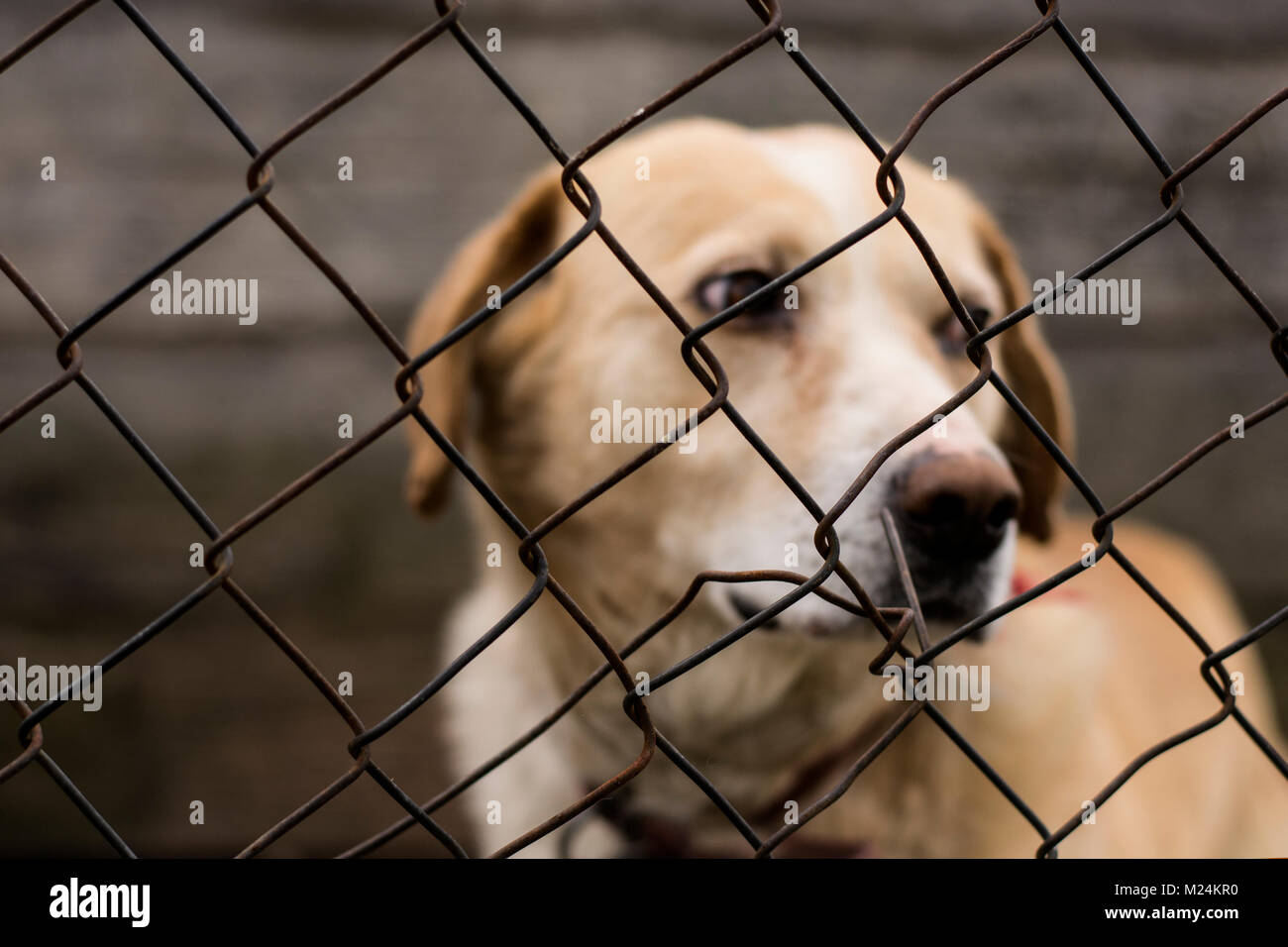 Animal testing dog hi-res stock photography and images - Alamy