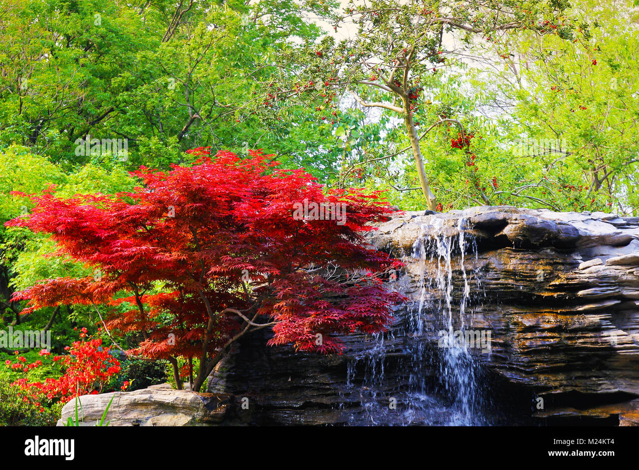 Red tree and rock washed by waterfall Stock Photo - Alamy