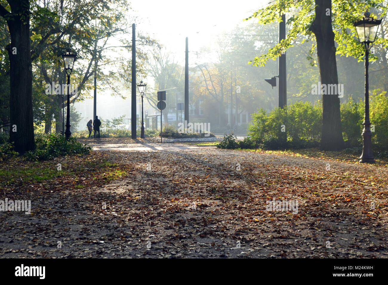 Calm street in Amsterdam, sunset and green trees Stock Photo - Alamy