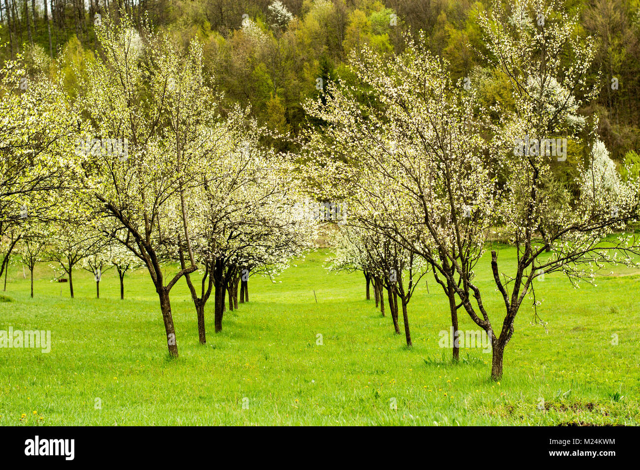 Blooming Orchard in Springtime Stock Photo - Alamy