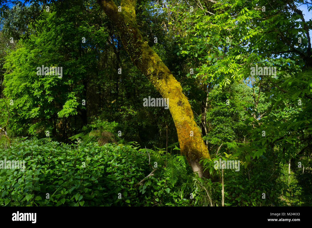 tree in rainforest Stock Photo - Alamy