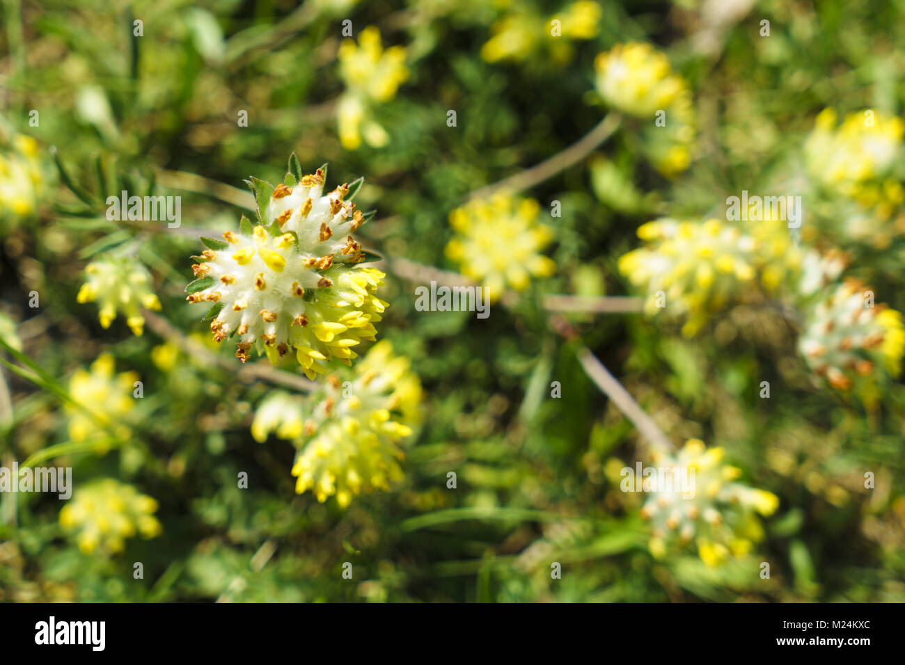 Fragrant yellow flowers hi-res stock photography and images - Alamy