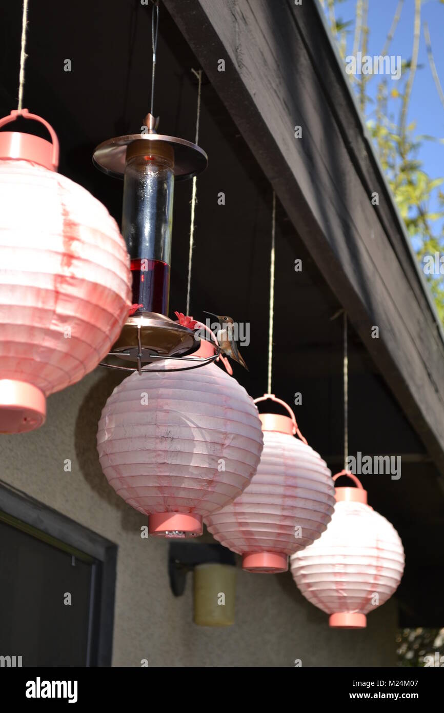 Hummingbird and Chinese lamps Stock Photo - Alamy