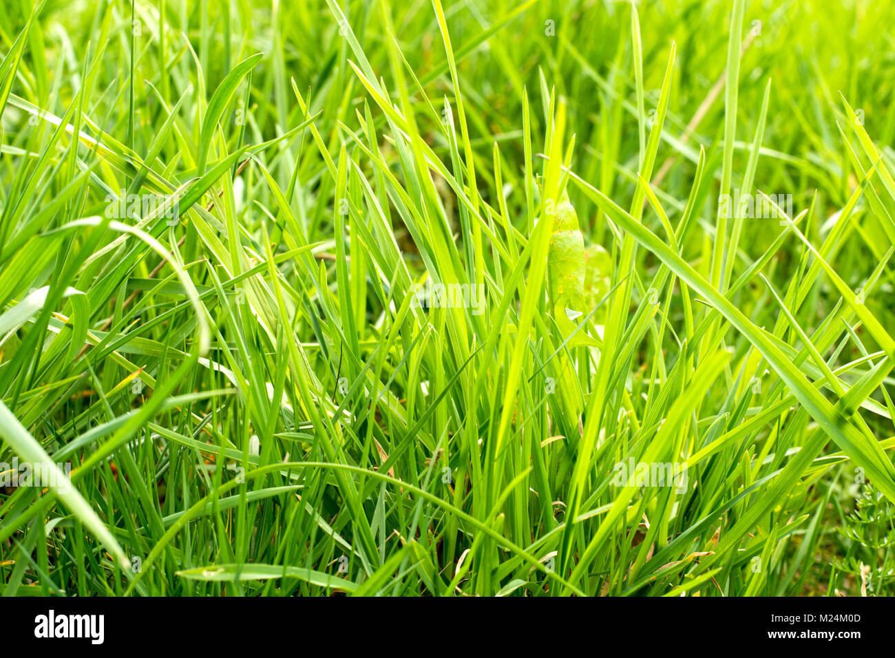 Green gras background Stock Photo - Alamy