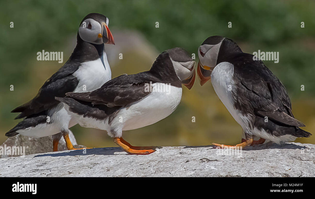 Humour humor humorous funny fun hi-res stock photography and images - Alamy