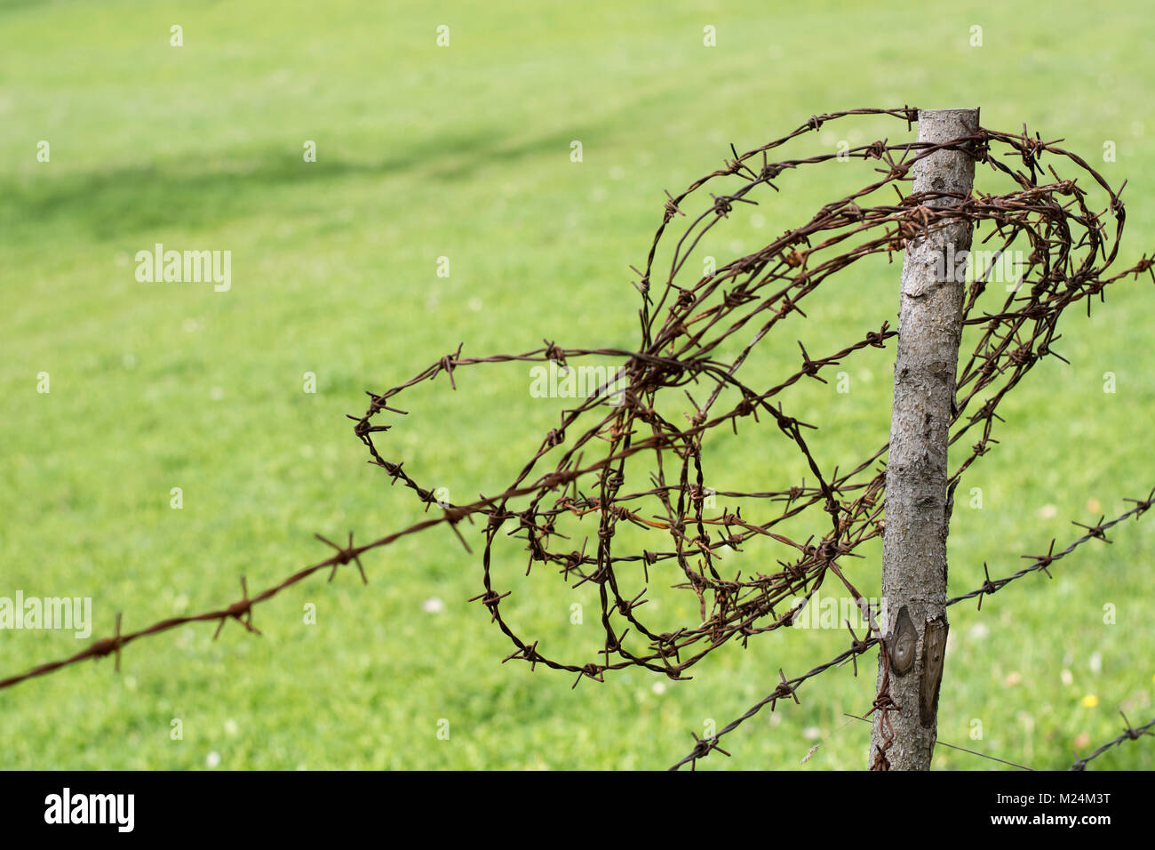 Rusty barbed wire and green grass Stock Photo - Alamy