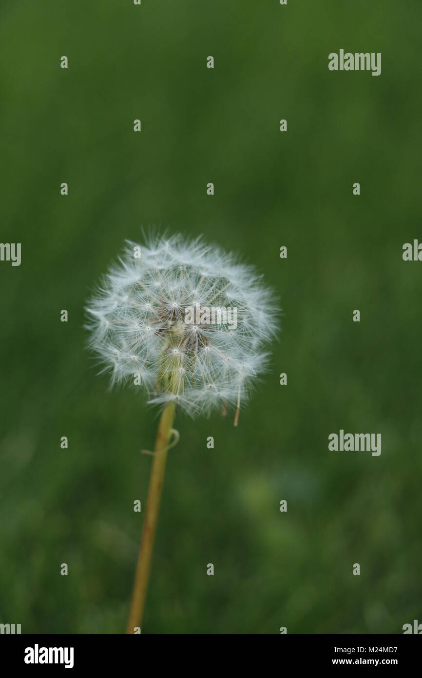 Dandelion flower seeds Stock Photo - Alamy