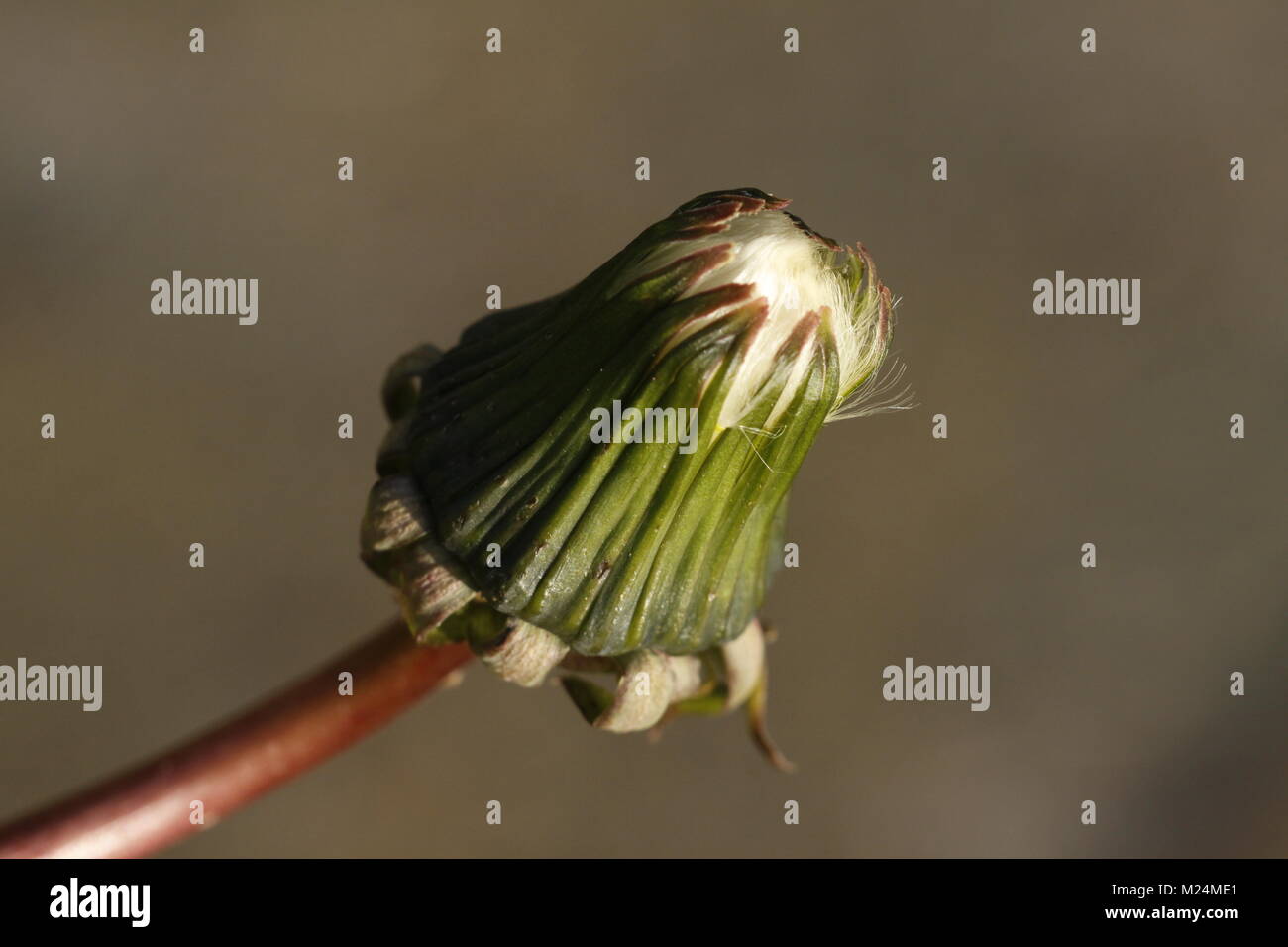 Dandelion flower seeds Stock Photo - Alamy