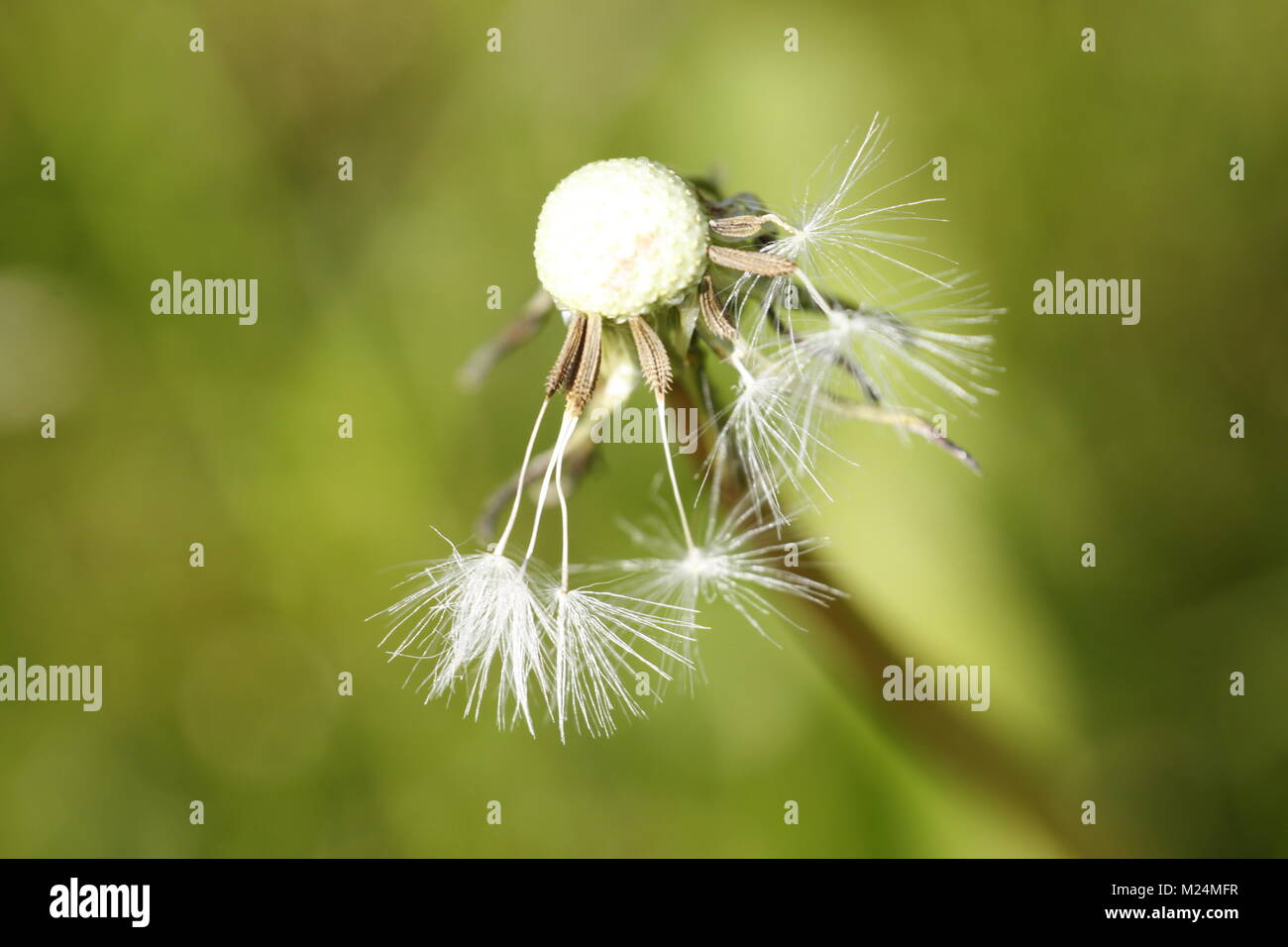 Dandelion flower seeds Stock Photo - Alamy